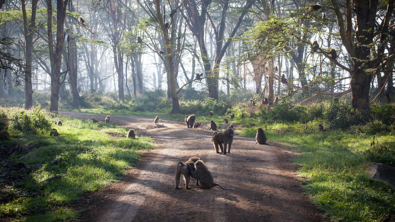 Von wilden Safaris bis zu weißen Stränden | ALDI Reisen